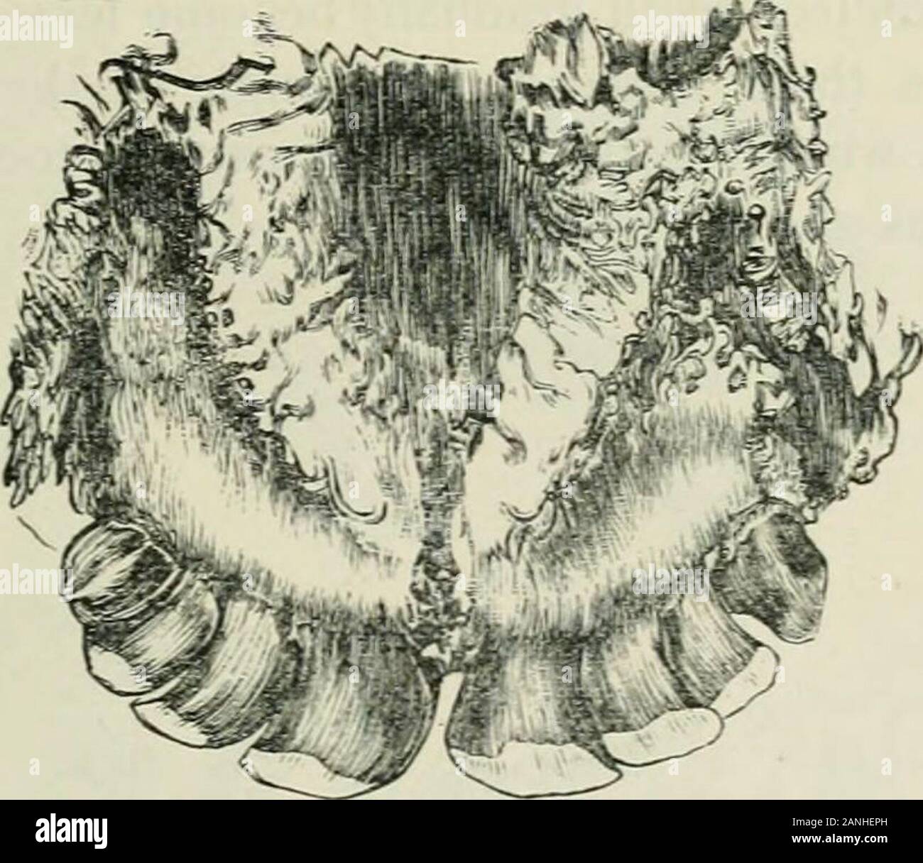 The Dental record . there are three molars on each sideof the upper and ...