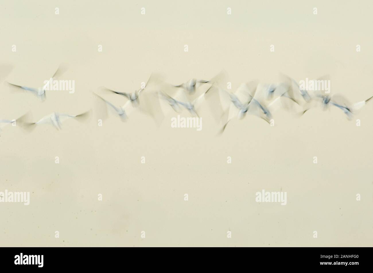 Snow geese flight abstracti Stock Photo - Alamy