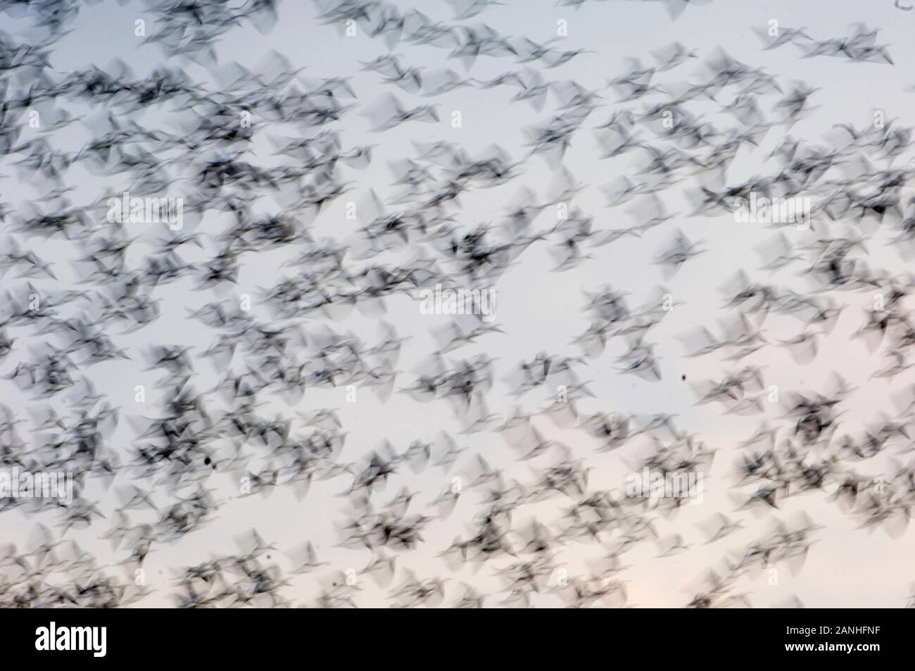 Snow geese flight abstracti Stock Photo - Alamy
