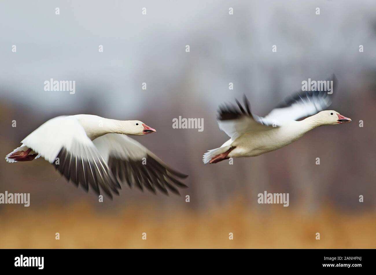 Snow geese flight up close Stock Photo - Alamy