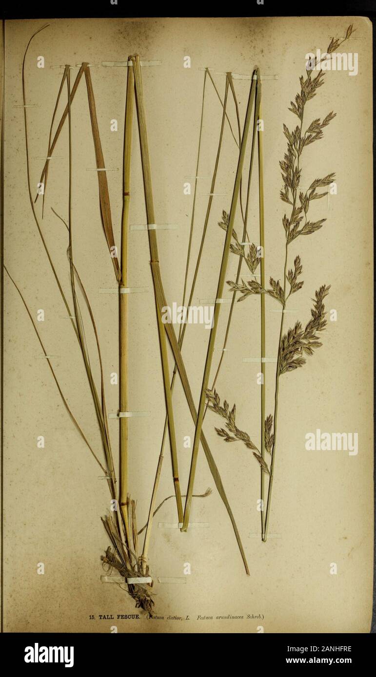 The British farmer's plant portfolio : specimens of the principal ...