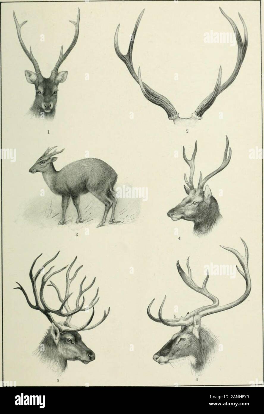 How To Draw Deer Tracks