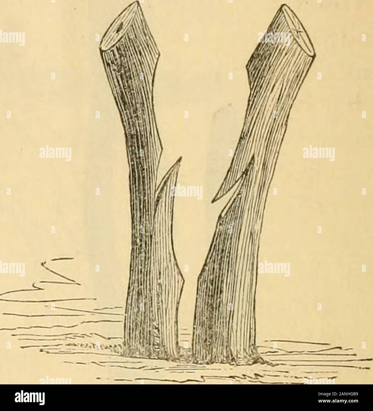 Two branches tied together hi-res stock photography and images - Alamy