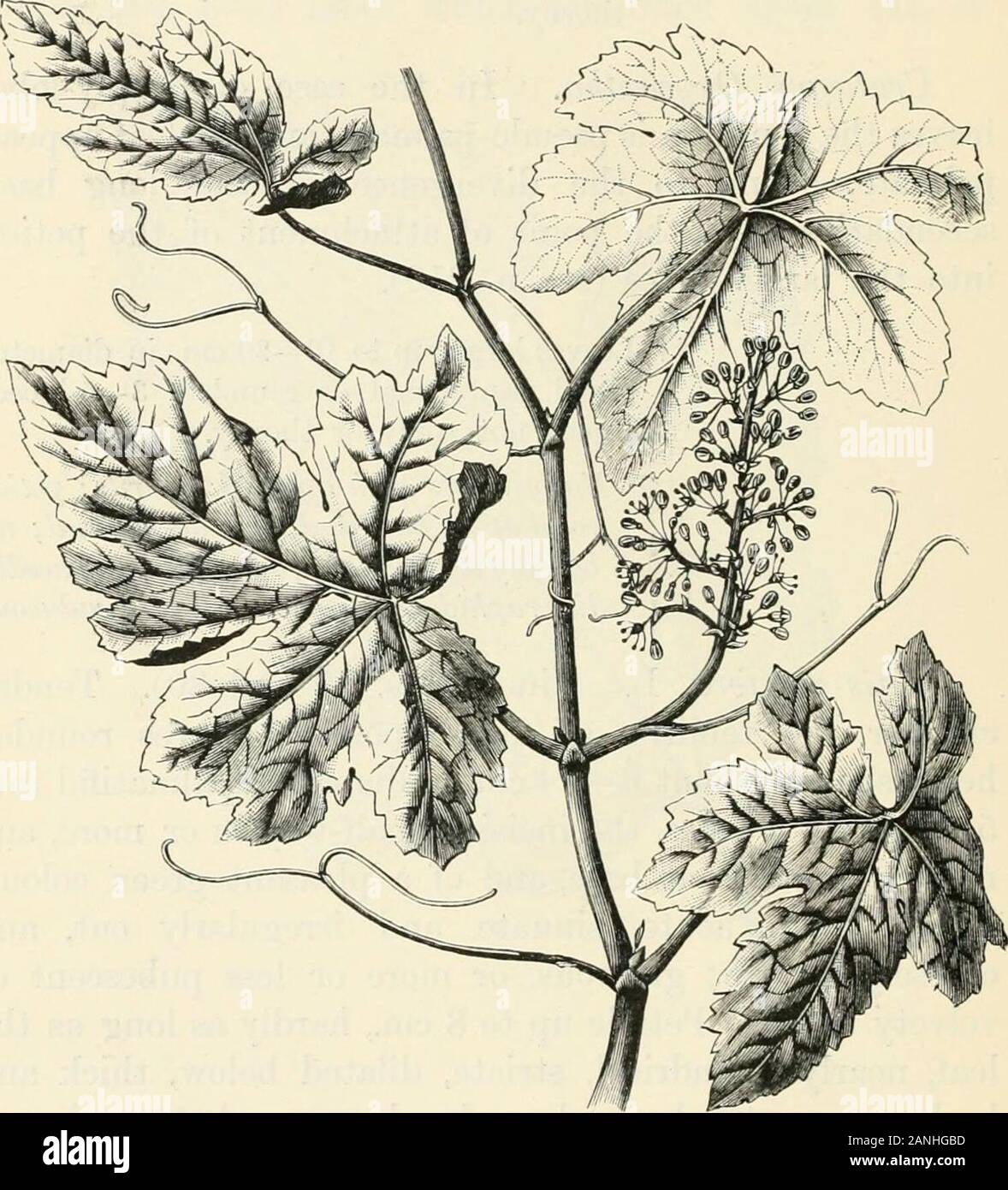 Diameter 14 6 cm hi-res stock photography and images - Alamy