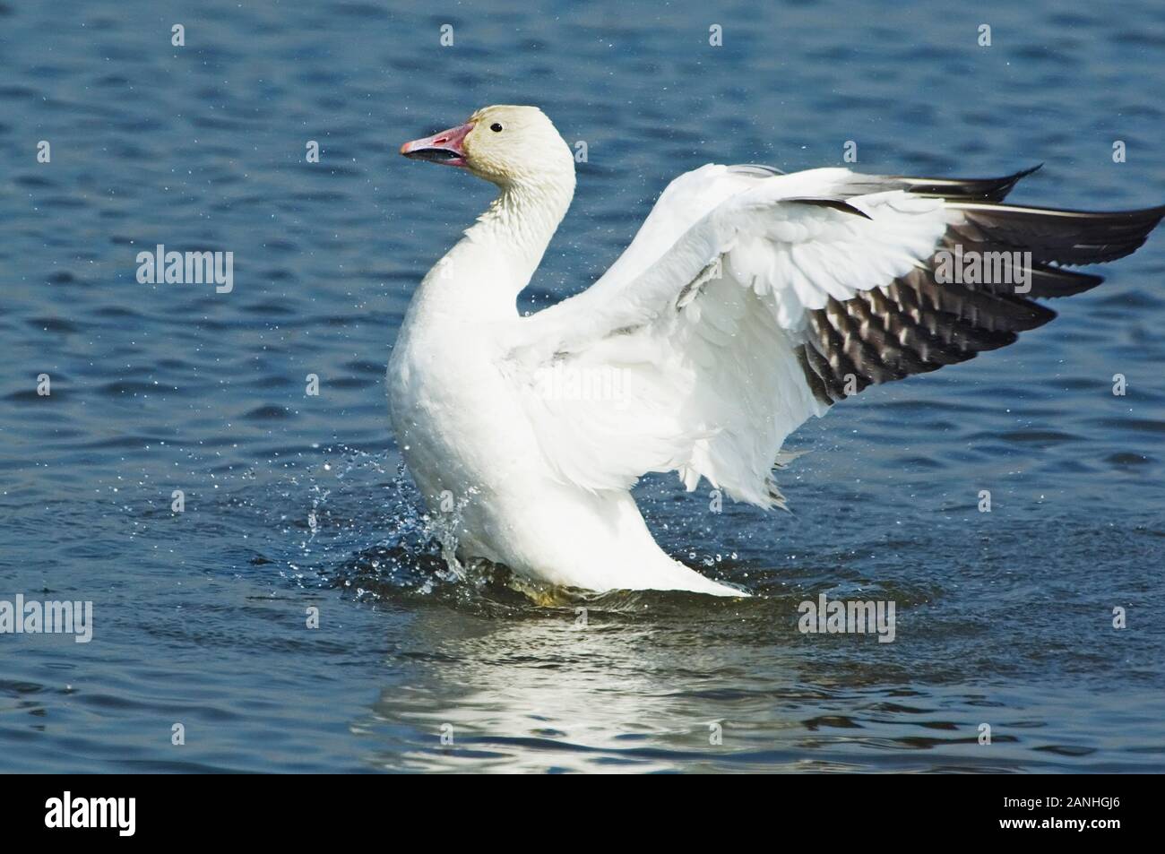 Snow geese flapping wings while bathing Stock Photo - Alamy