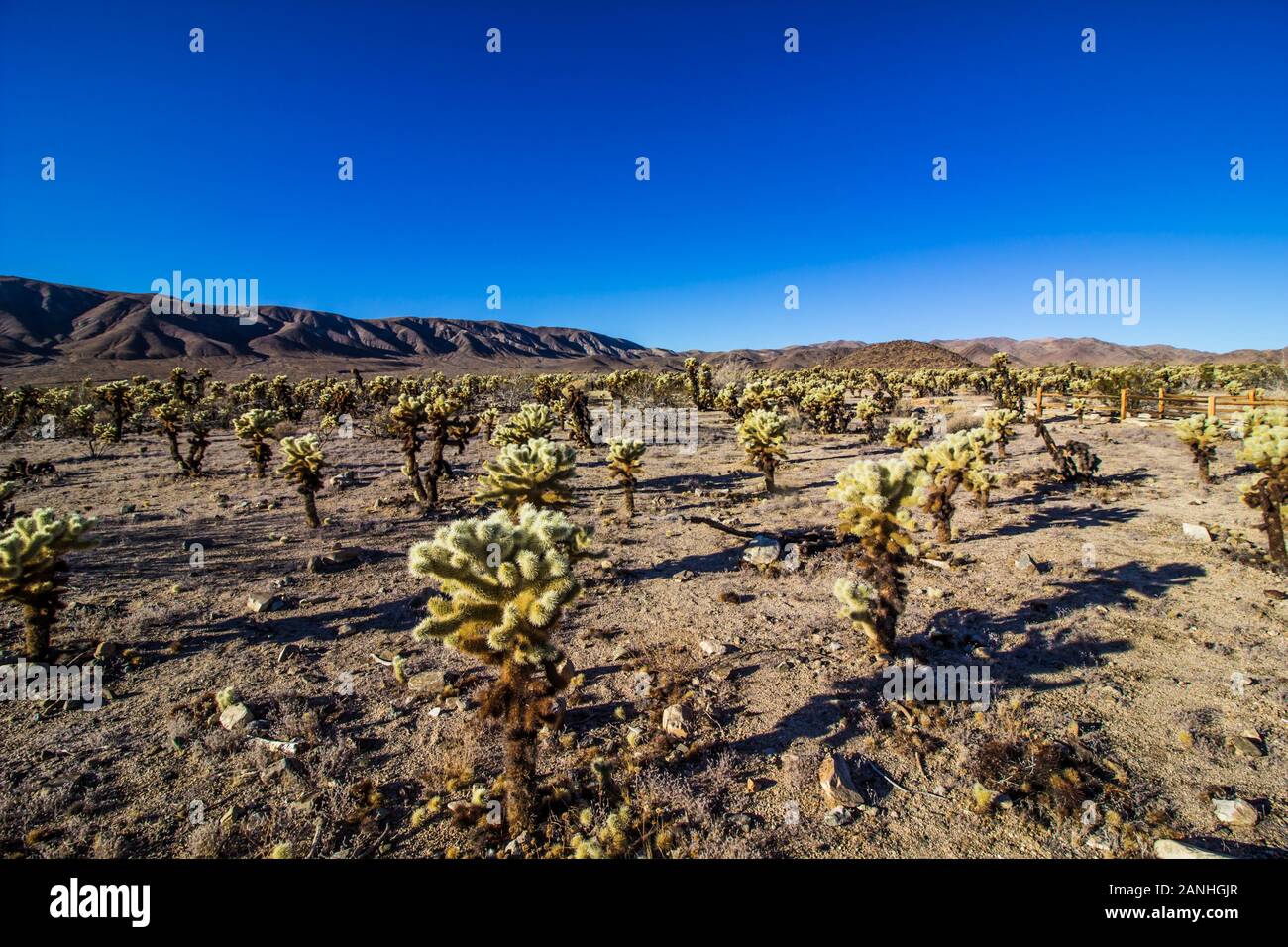 Field Of Cholla Jumping Cactus In High Desert In Early Morning Stock ...