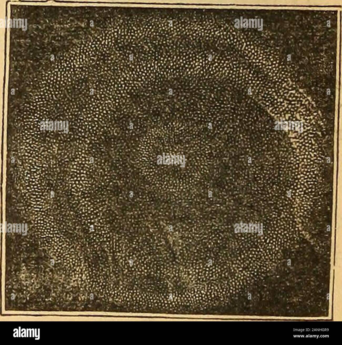 Oblate shape hi-res stock photography and images - Alamy