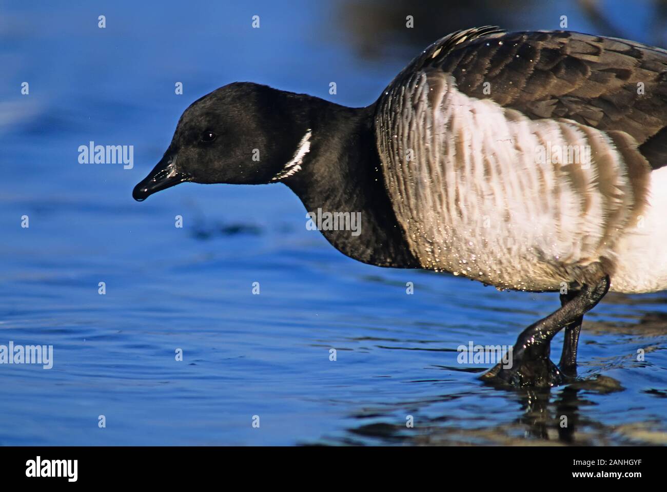 Brant goose hi-res stock photography and images - Alamy