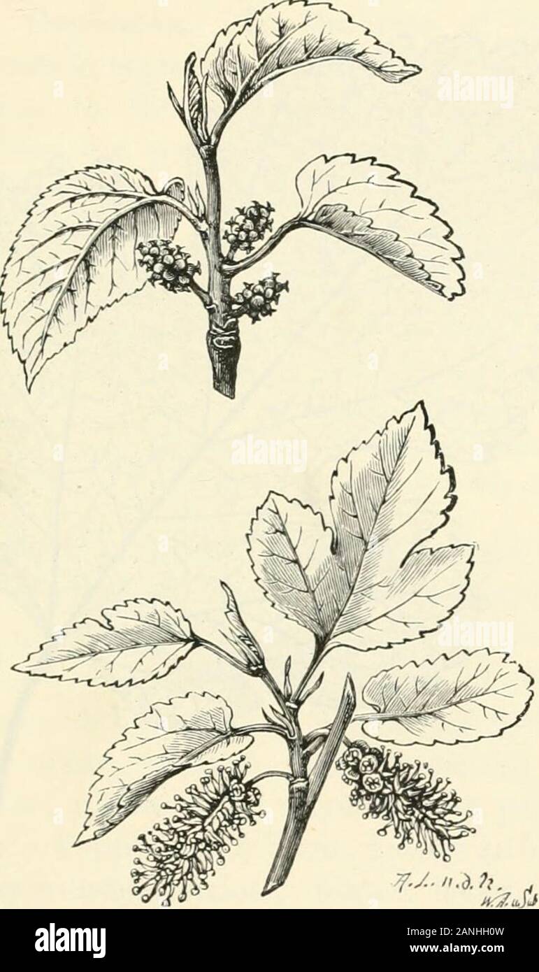 Prominent basal leaves hi-res stock photography and images - Alamy