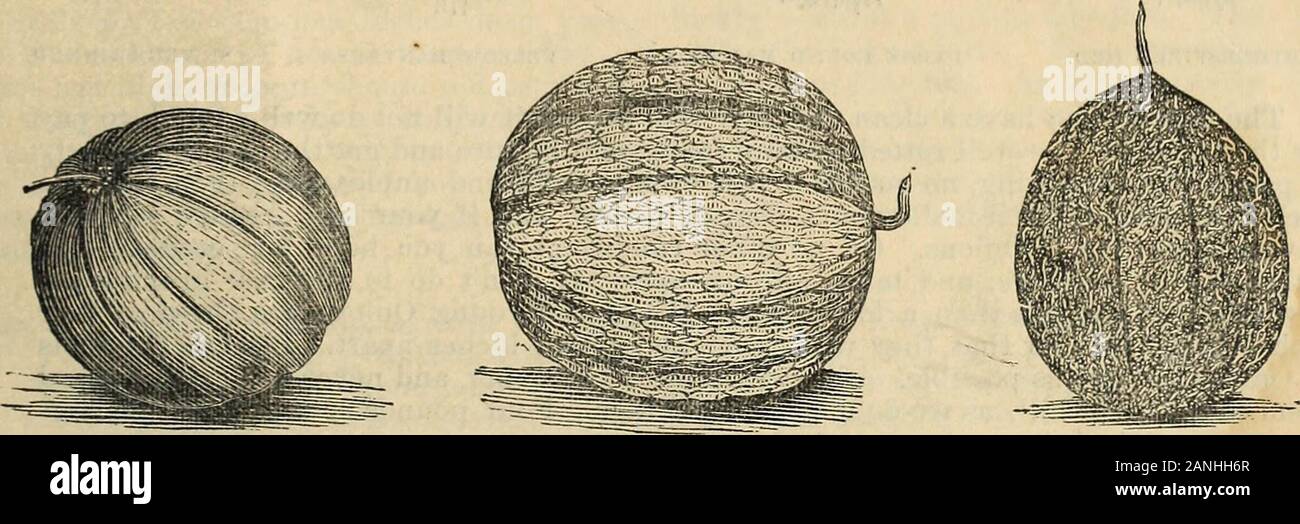 Vick's illustrated catalogue and floral guide for 1868 . MOUNTAIN SWEET ...