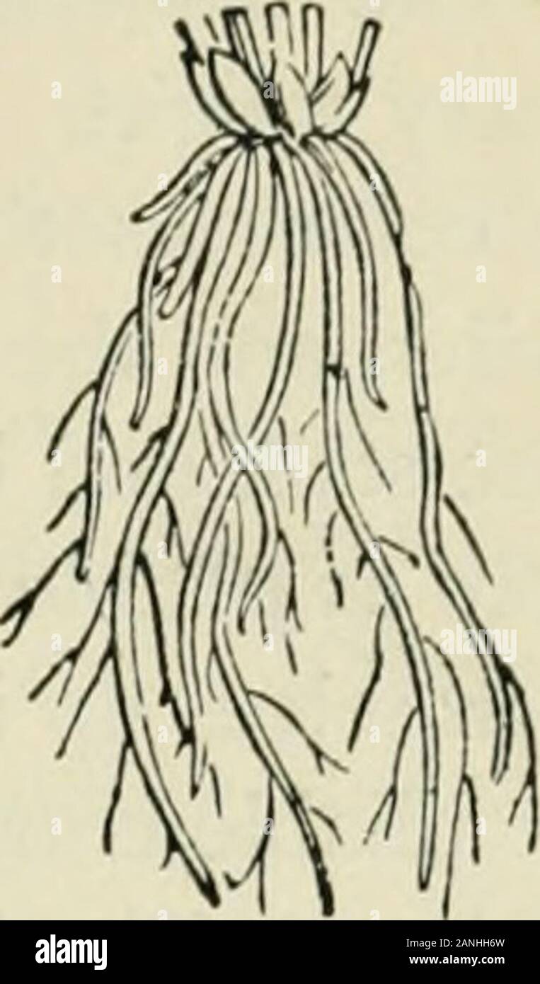 Roots of a tree like fingers hi-res stock photography and images - Alamy