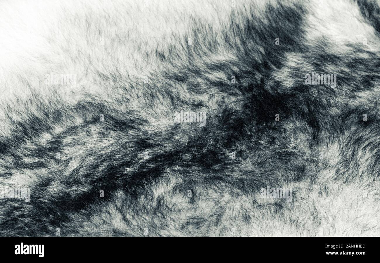 Fur white wolf Stock Photo - Alamy