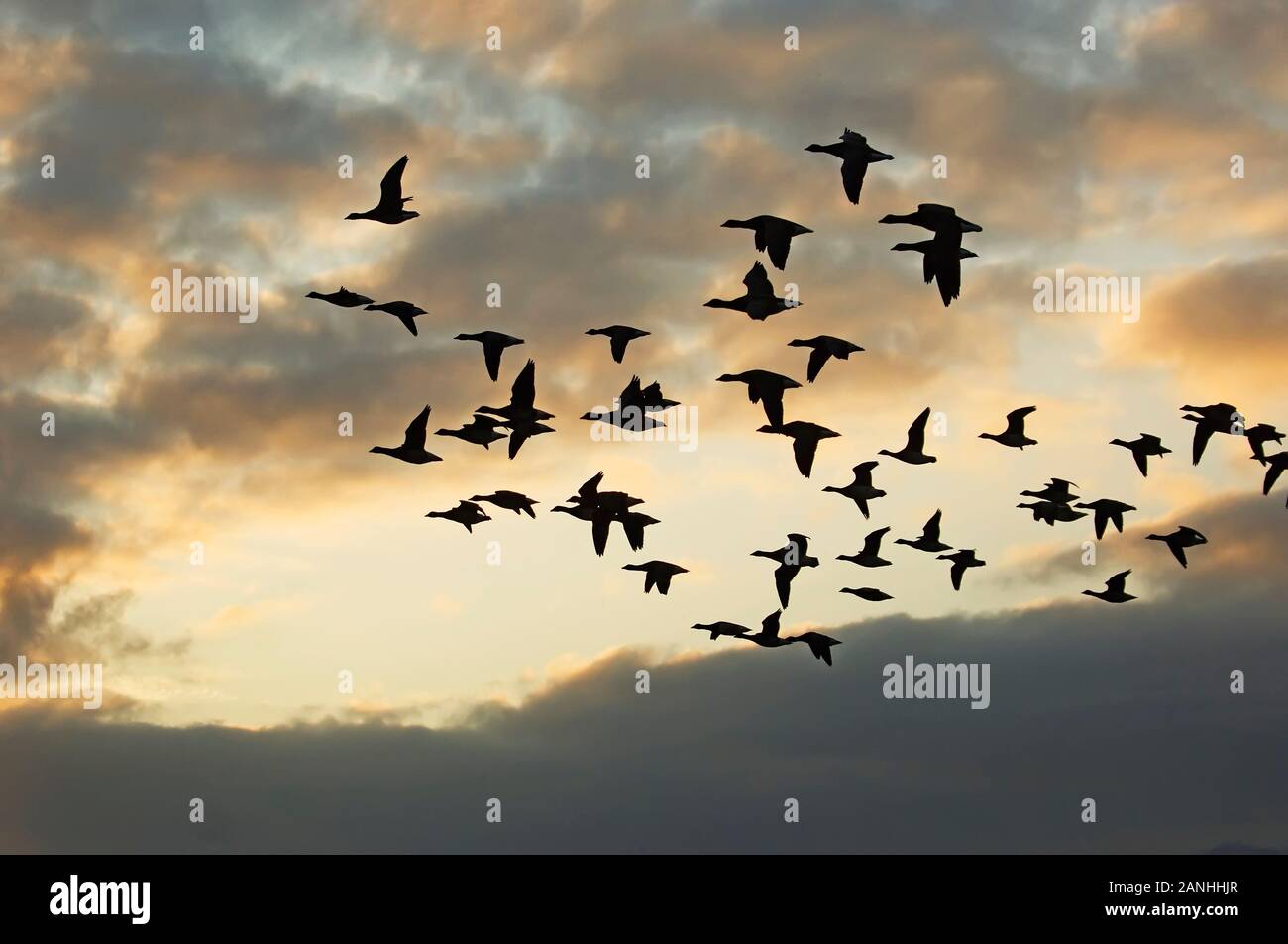 Flight silhouette of Atlantic brant against dramatic sky Stock Photo ...