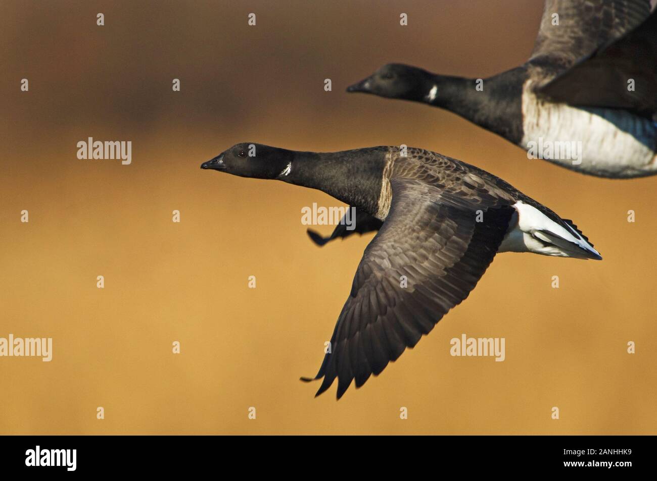 Brant geese flight Stock Photo - Alamy