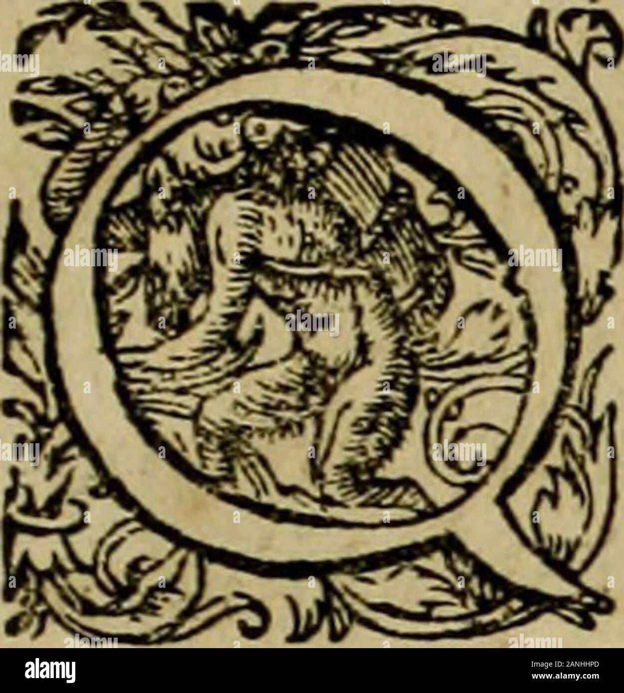 Nobiles hi-res stock photography and images - Alamy