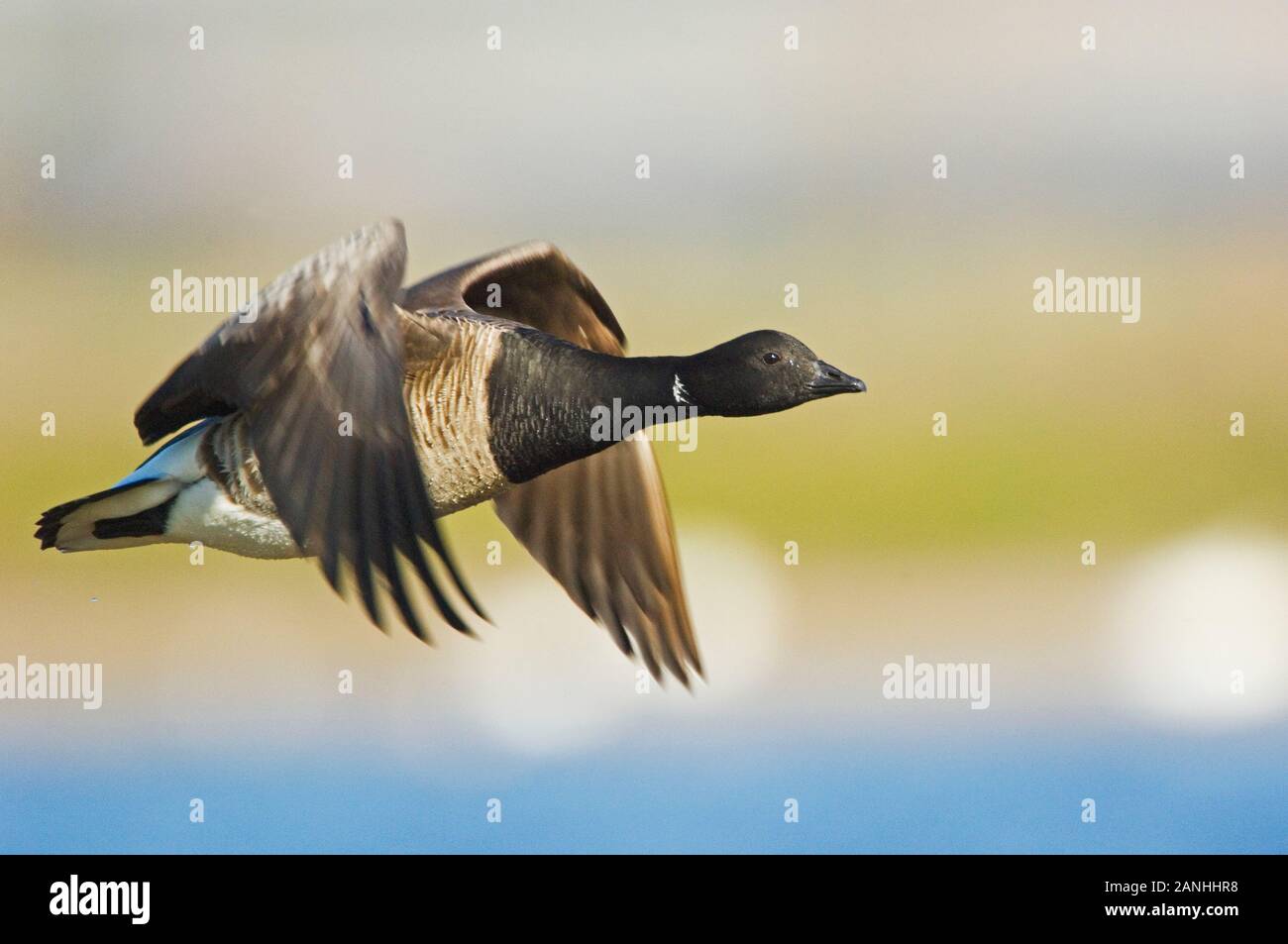 Brant goose flight hi-res stock photography and images - Alamy