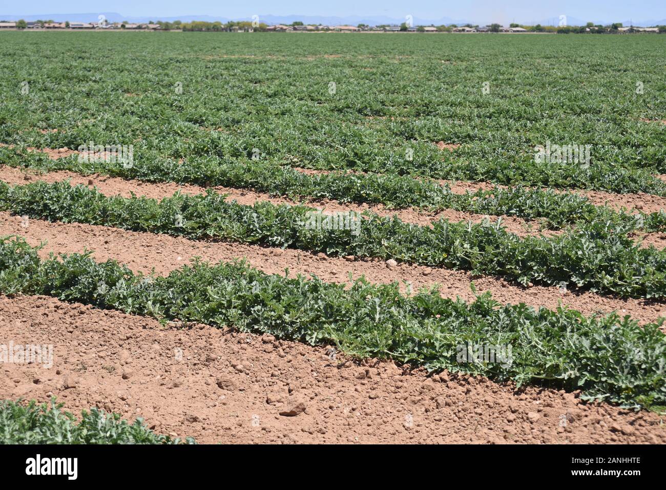 Arizona melon patch hi-res stock photography and images - Alamy
