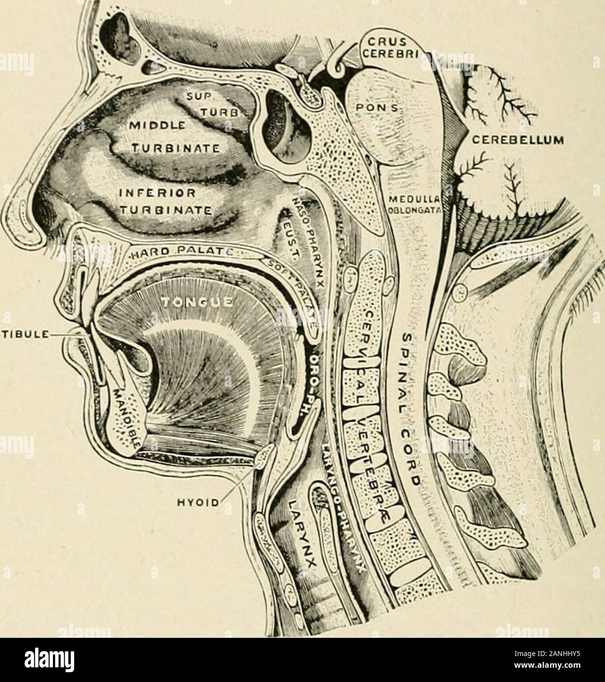 Spinal cord injury emergency hi-res stock photography and images - Alamy