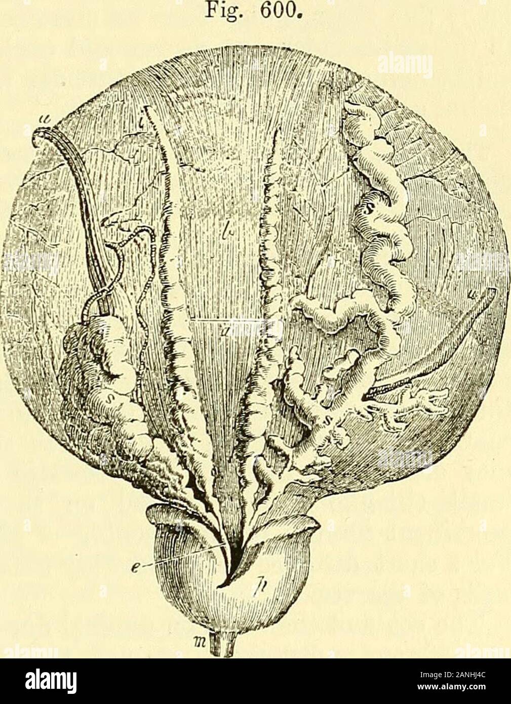 Sacculated hi-res stock photography and images - Alamy