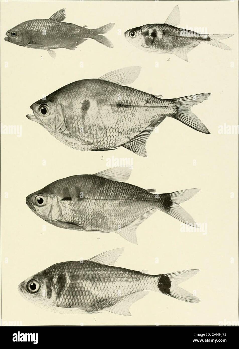 The freshwater fishes of British Guiana, including a study of the ...