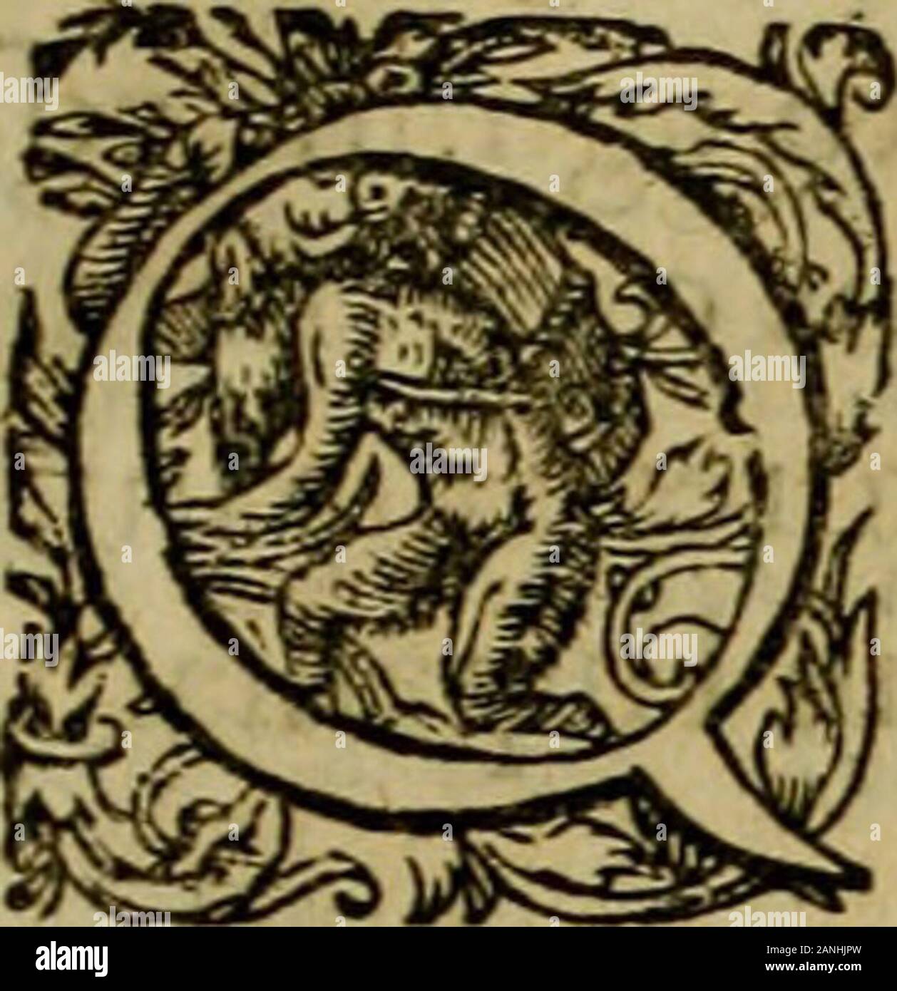 Nobiles hi-res stock photography and images - Alamy