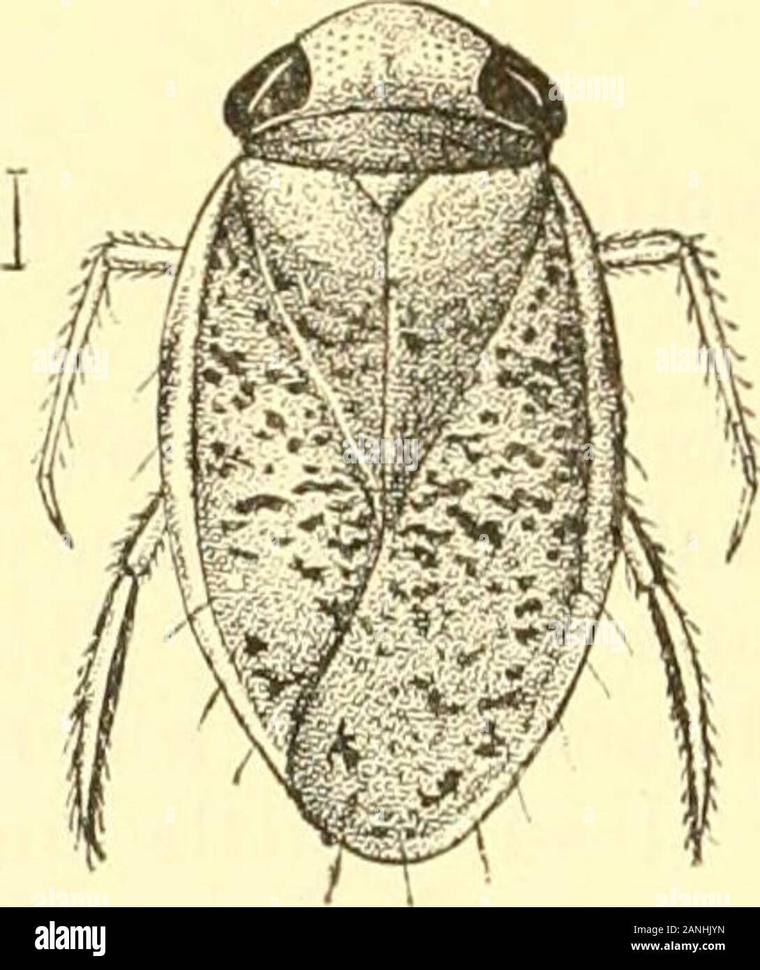 Orissa sur hi-res stock photography and images - Alamy