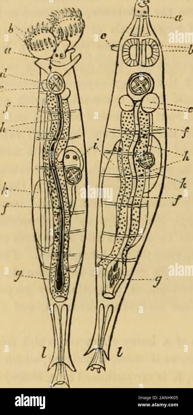 Labeled Rotifer Diagram