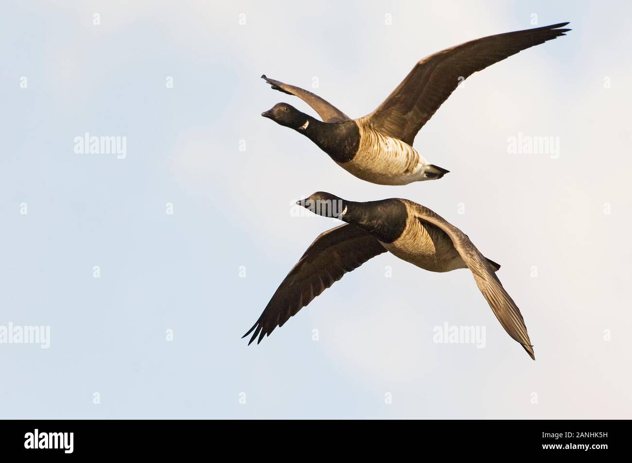 Brant geese flight Stock Photo - Alamy