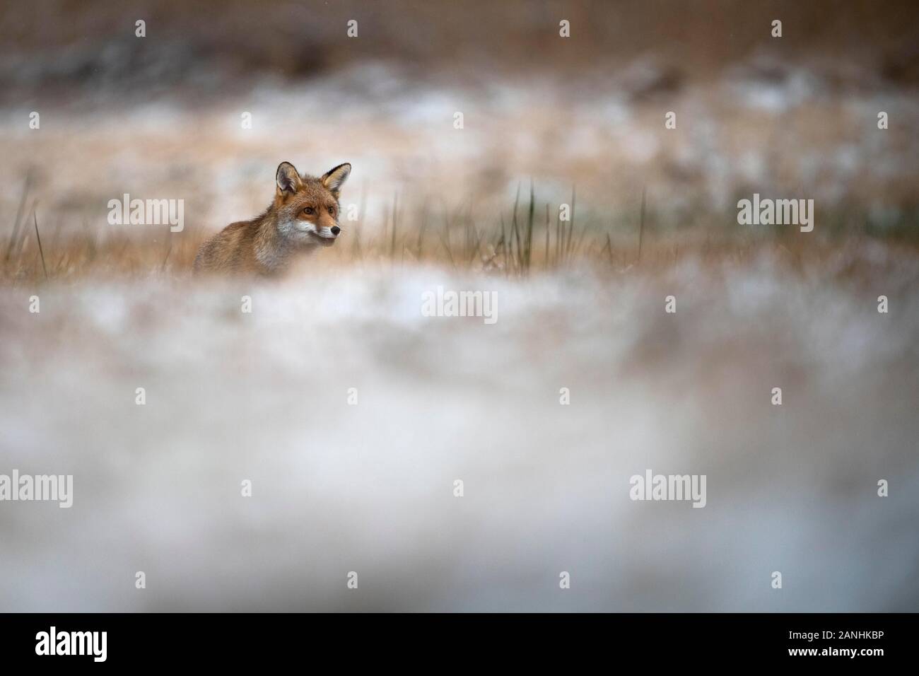 Red fox (Vulpes vulpes) in winter, Eifel, Rhineland-Palatinate, Germany ...