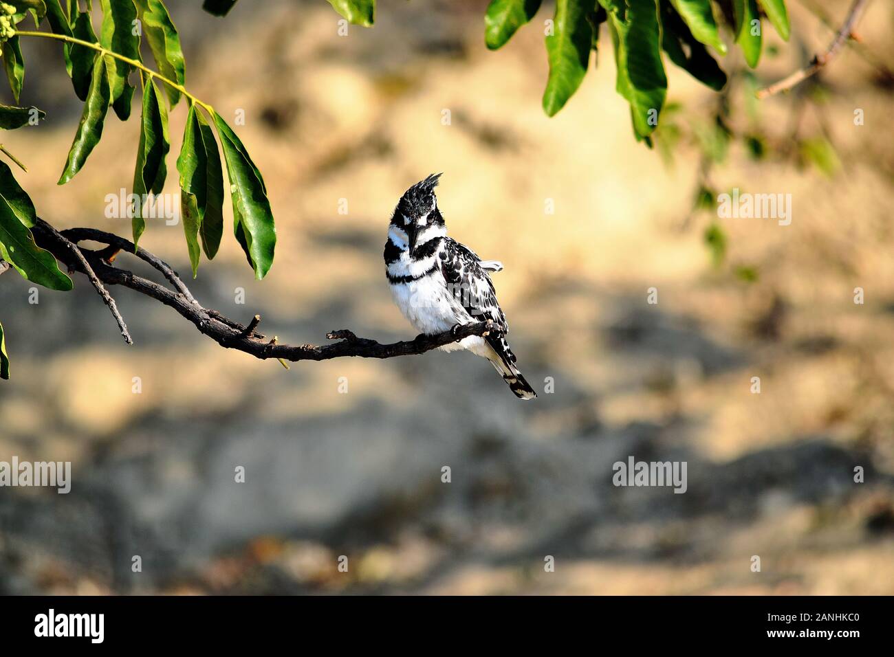 Birds of chobe national park hi-res stock photography and images - Alamy