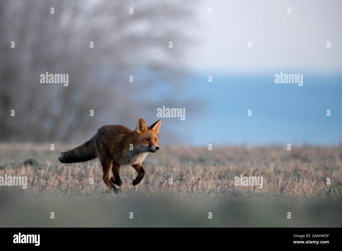 Fox running in winter hi-res stock photography and images - Alamy