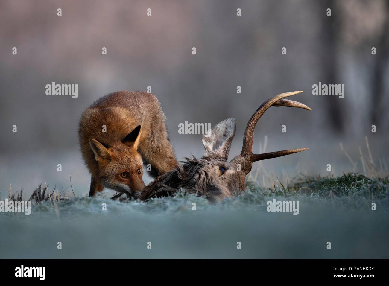 Red fox vulpes vulpes eats on dead deer in winter hi-res stock ...