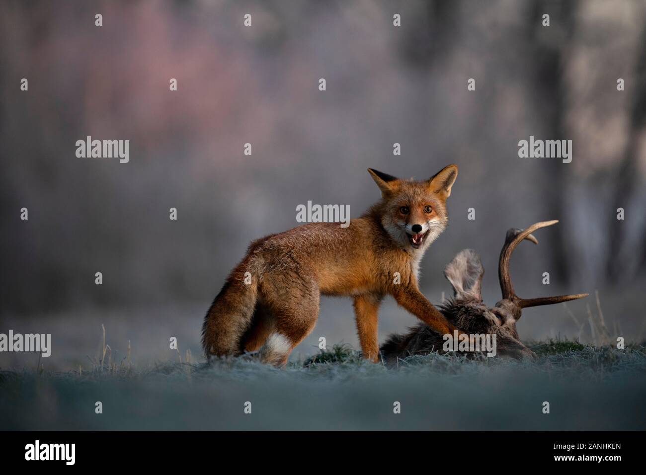 Red fox vulpes vulpes eats on dead deer in winter hi-res stock ...