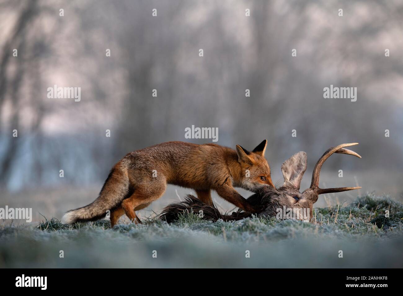 Red fox vulpes vulpes eats on dead deer in winter hi-res stock ...
