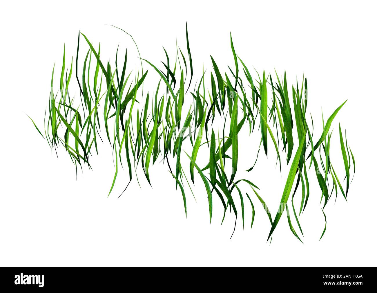 3D rendering of a patch of grass isolated on white background Stock ...