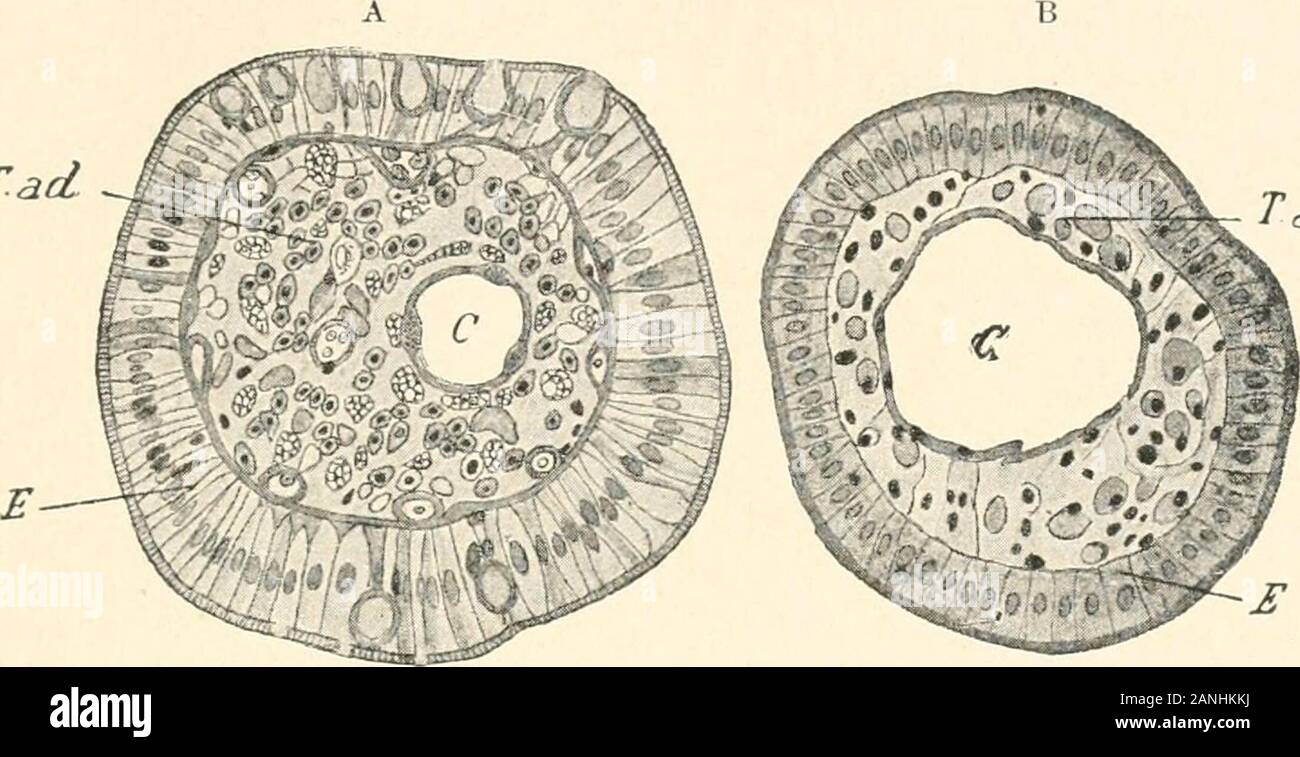 Human physiology . FIG. 88.— Injected lacteal vessels in twovilli of ...