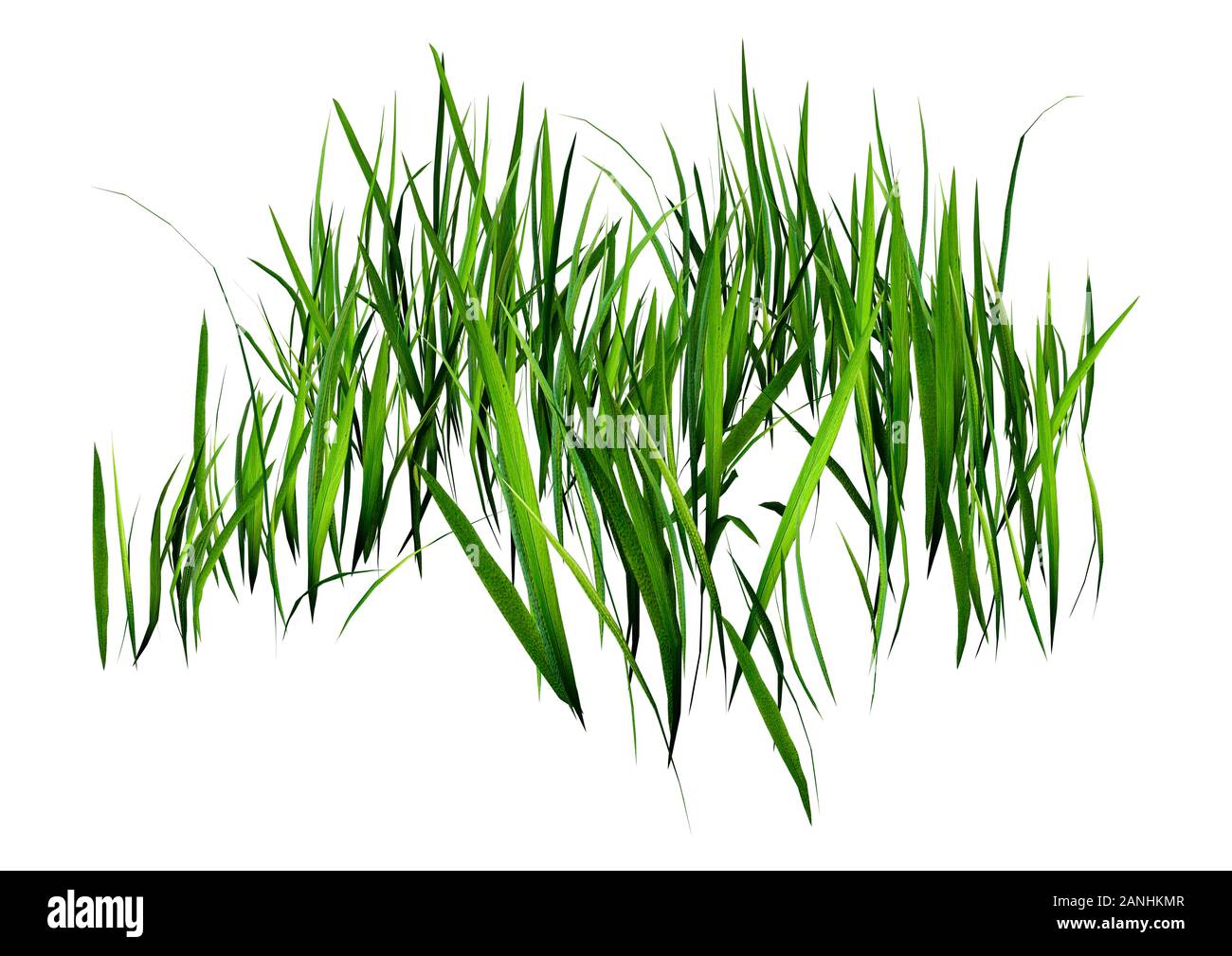 3D rendering of a patch of grass isolated on white background Stock ...