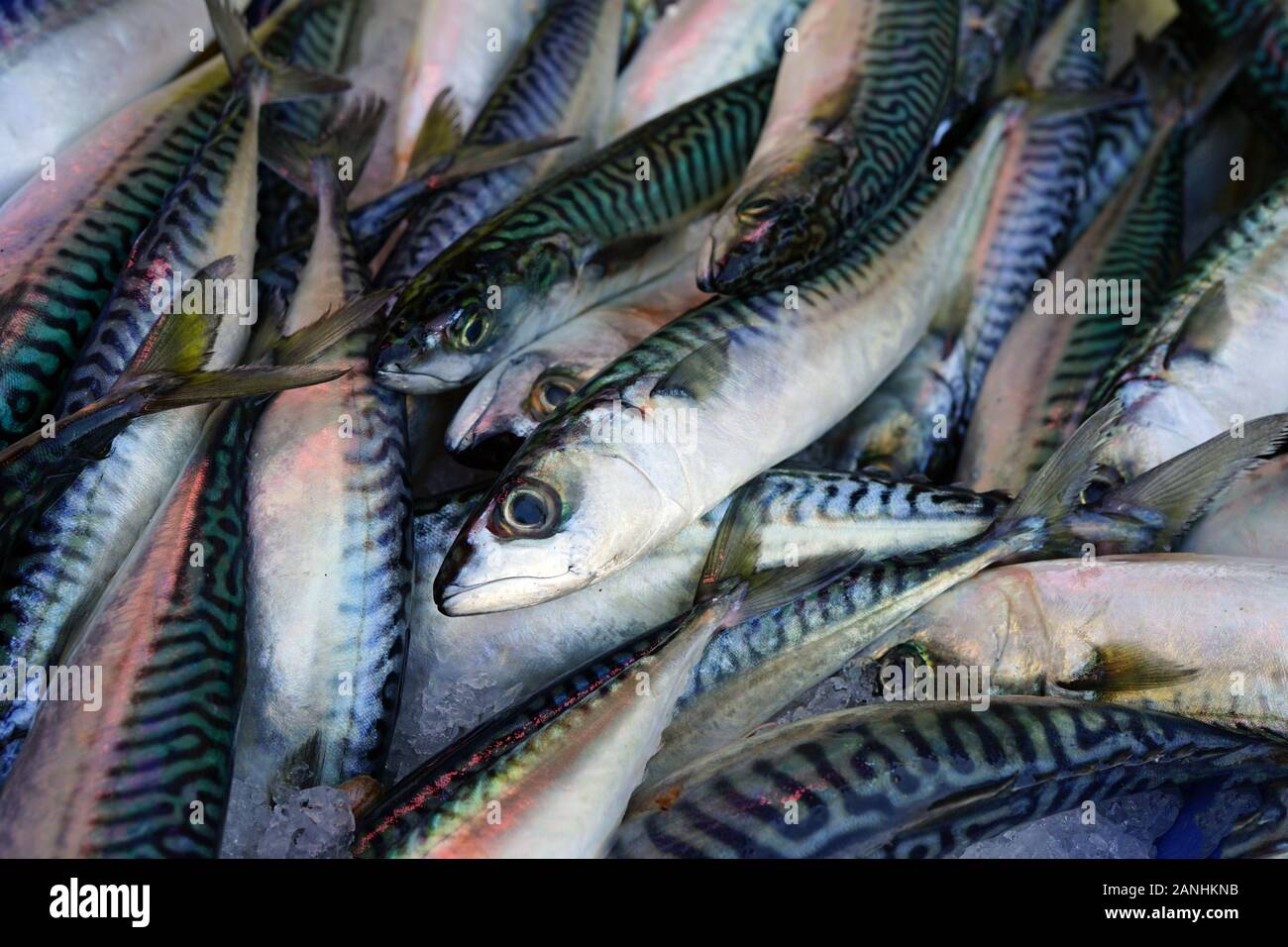 Fresh mackerel fish for sale at a fish market in Brittany, France Stock ...
