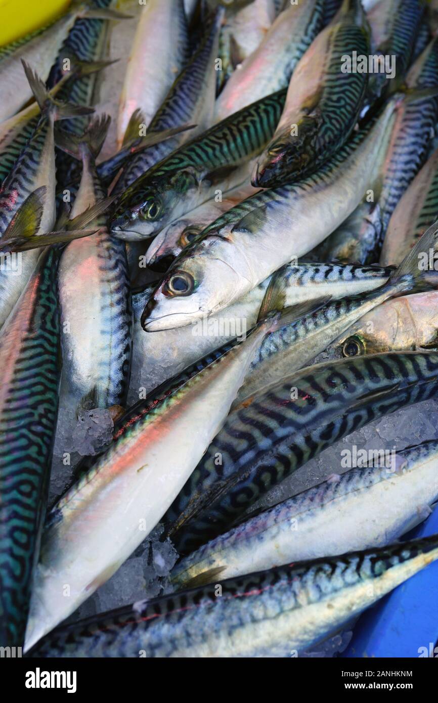 Fresh mackerel fish for sale at a fish market in Brittany, France Stock ...
