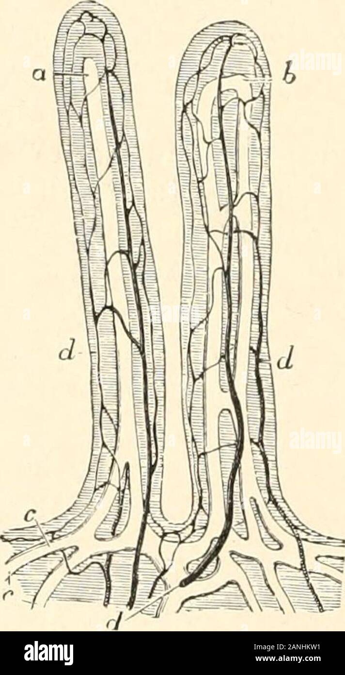 Villi from small intestine hi-res stock photography and images - Alamy