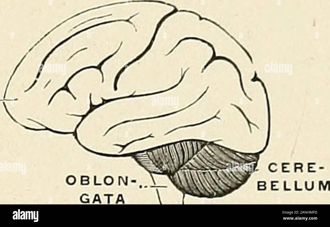 Capillaries diagram hi-res stock photography and images - Alamy