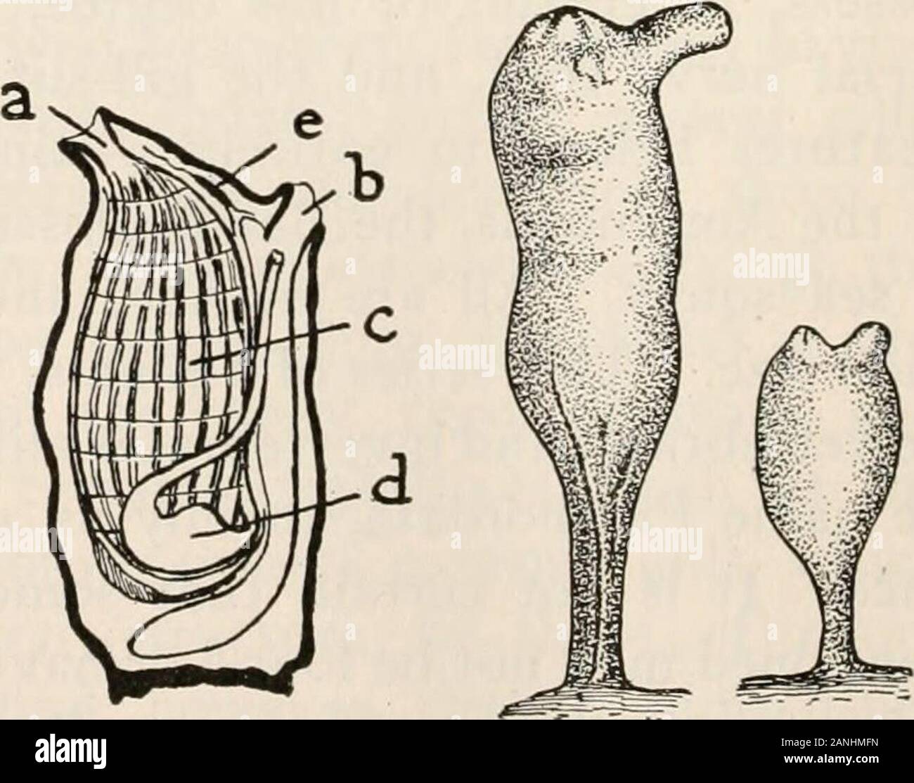 Zöology; a textbook for colleges and universities . Drawings by W. P ...