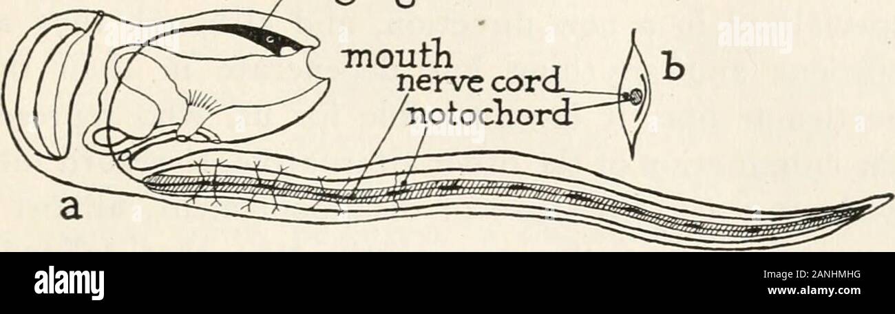 Zöology; a textbook for colleges and universities . Drawings by W. P ...