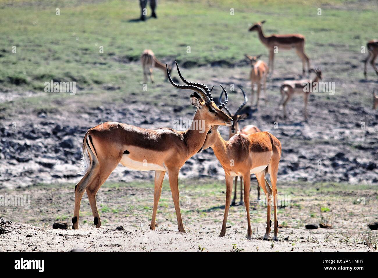 Group of impala hi-res stock photography and images - Alamy