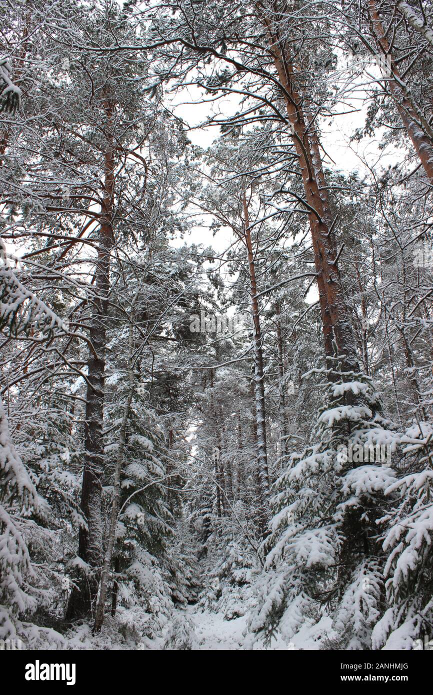 Snow covered forest scenery Stock Photo - Alamy