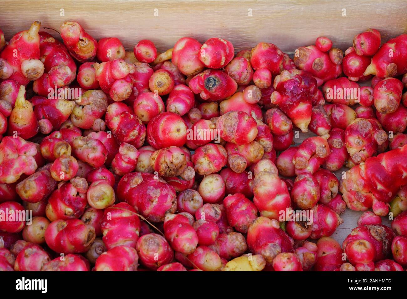 Colorful red and yellow roots of oca tuber from Peru (Oxalis tuberosa ...