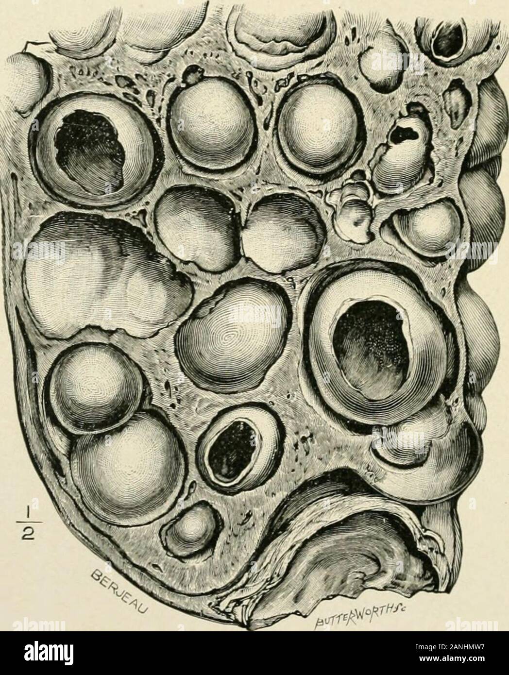 Tyrosin hi-res stock photography and images - Alamy