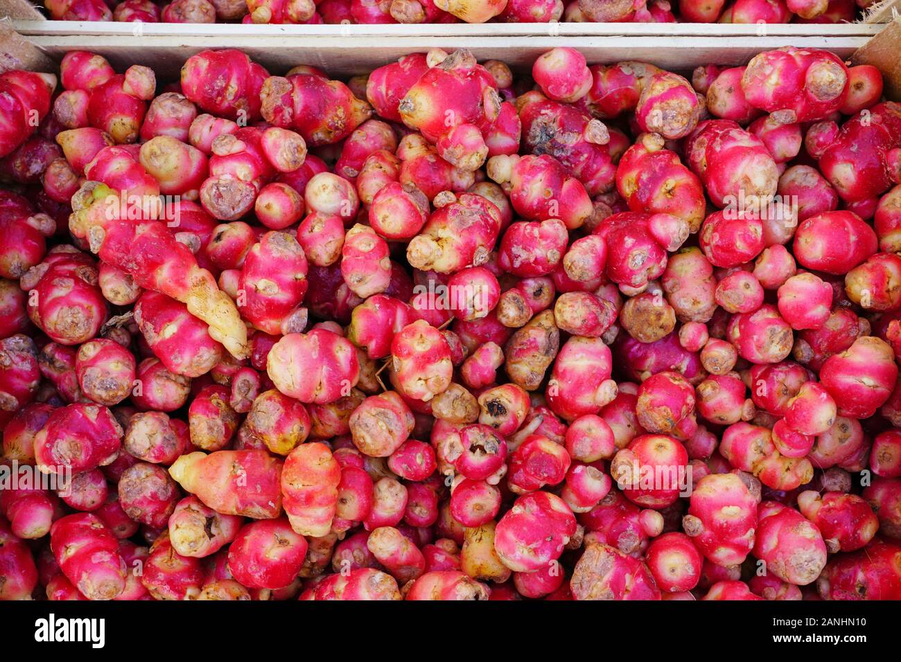 Colorful red and yellow roots of oca tuber from Peru (Oxalis tuberosa ...