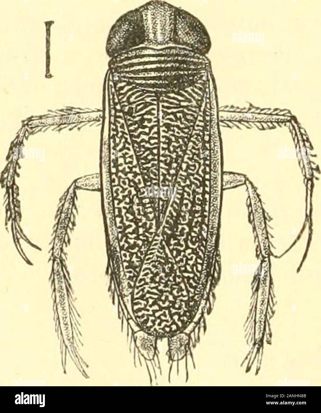 Rhynchota .. . Fig. 205.— Corixa disforta. its po.sterior area; body ...