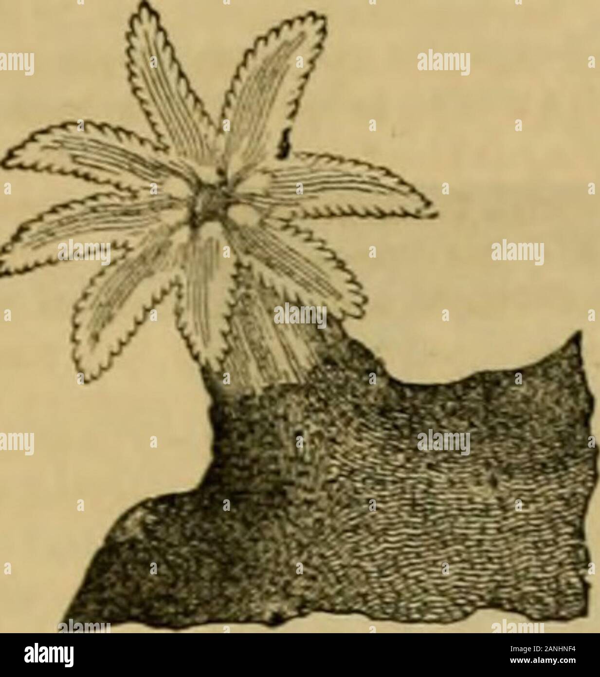 Rous family hi-res stock photography and images - Alamy